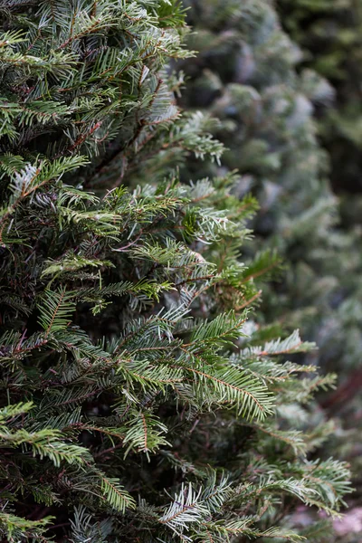Christmas tree farm - Stock Image - Everypixel