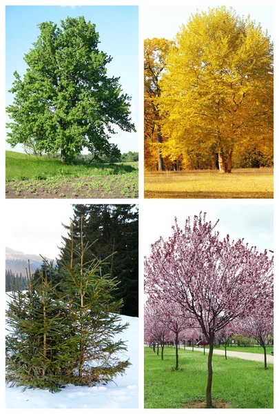 Four seasons tree Images - Search Images on Everypixel