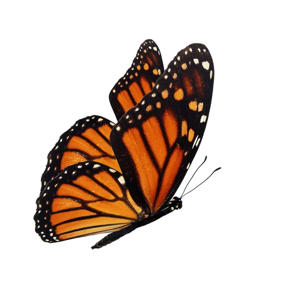 Monarch butterfly flying — Stock Photo © thawats #58491293 Monarch butterfly flying — Stock Photo © thawats #58491293