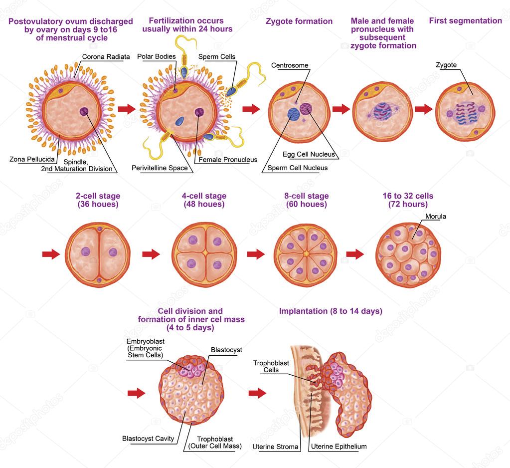 Human ontogeny, fertilization, developmental stage, embryology, cells development in the uterus ...