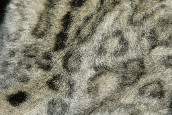 Snow leopard fur texture - Stock Image - Everypixel