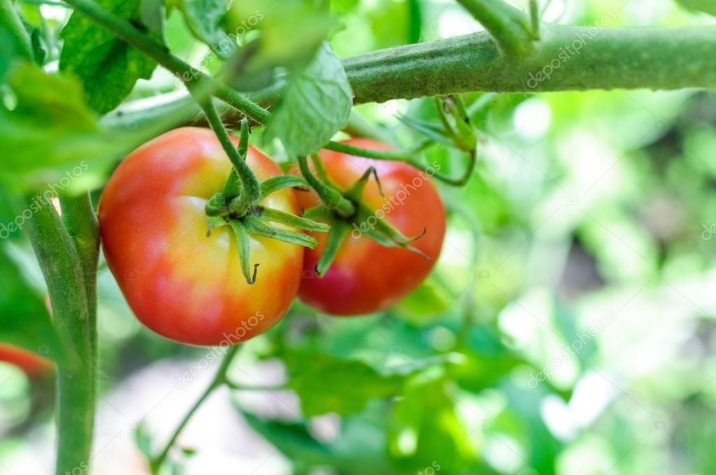 Томат Красная Гвардия Фото – Telegraph