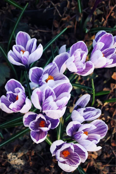 First crocus flowers. Spring blossoms. Aged photo. - Stock Image - Everypixel