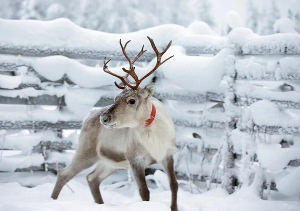Fotos de Reno de stock, imágenes de Reno sin royalties | Depositphotos