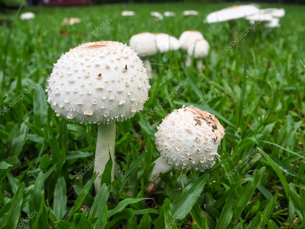 Champiñones blancos tóxicos, hongos venenosos o toxicidad hongo creciendo en el campo de hierba ...