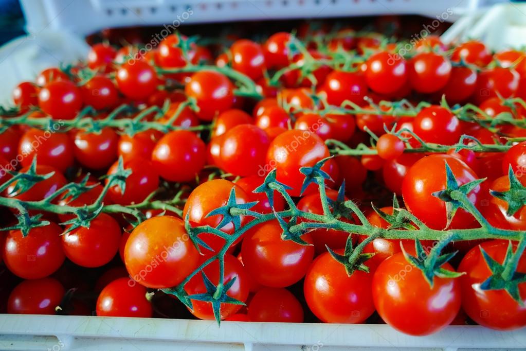 Томат Красная Гвардия Фото – Telegraph