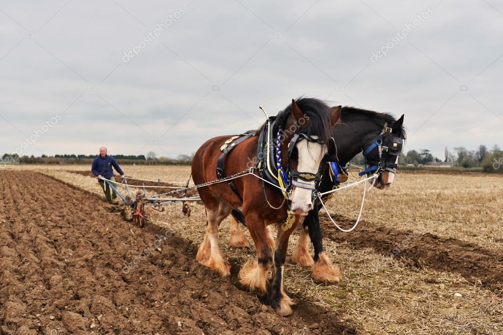 Caballos percherones tiran un arado a través de un campo — Foto editorial de stock#108592078 ...