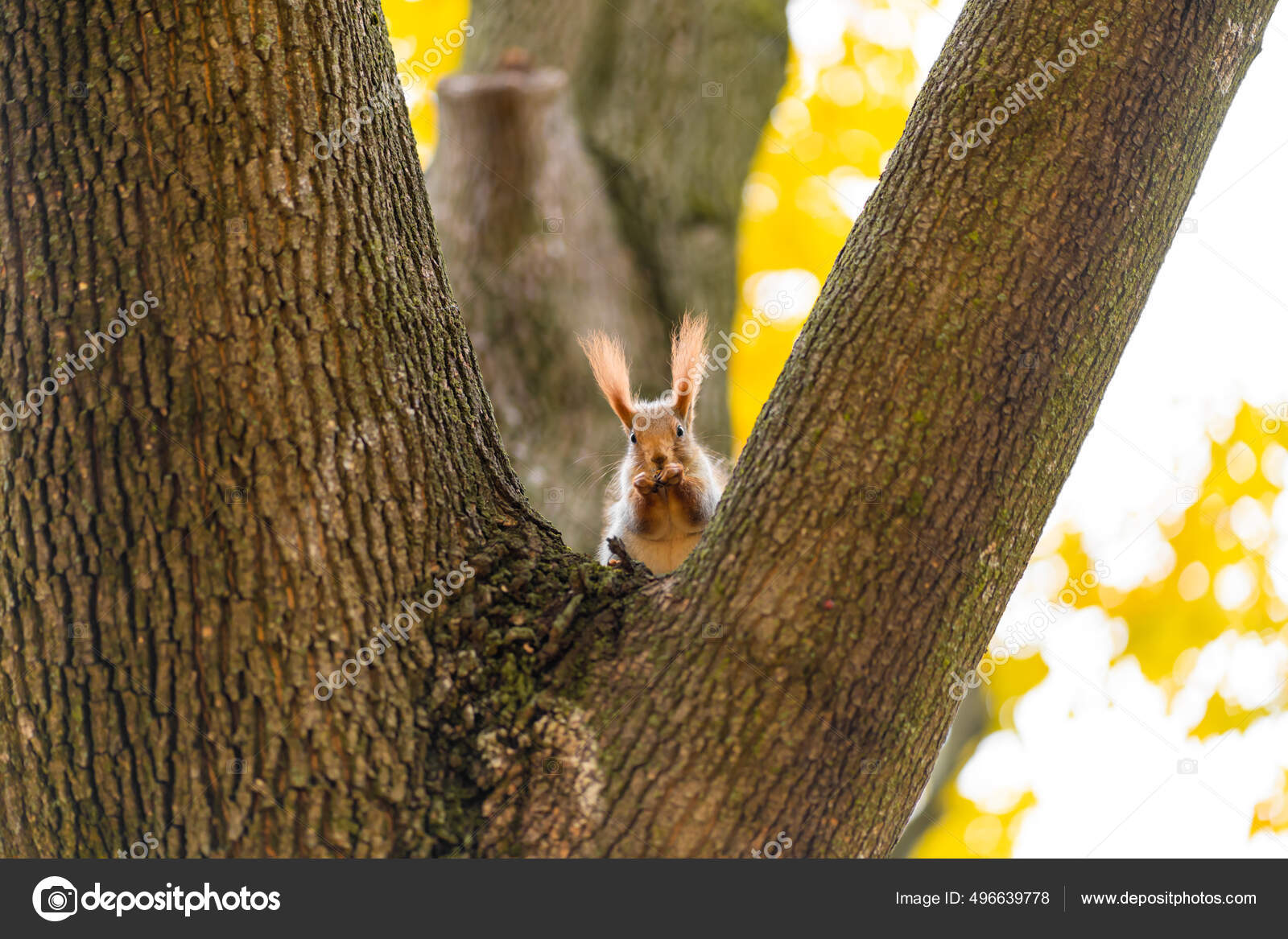 Fluffy Beautiful Squirrel Tree Trunk Yellow Leaves Autumn City Park ...