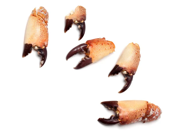 Cooked pincers from crab Pictures, Cooked pincers from crab Stock ...