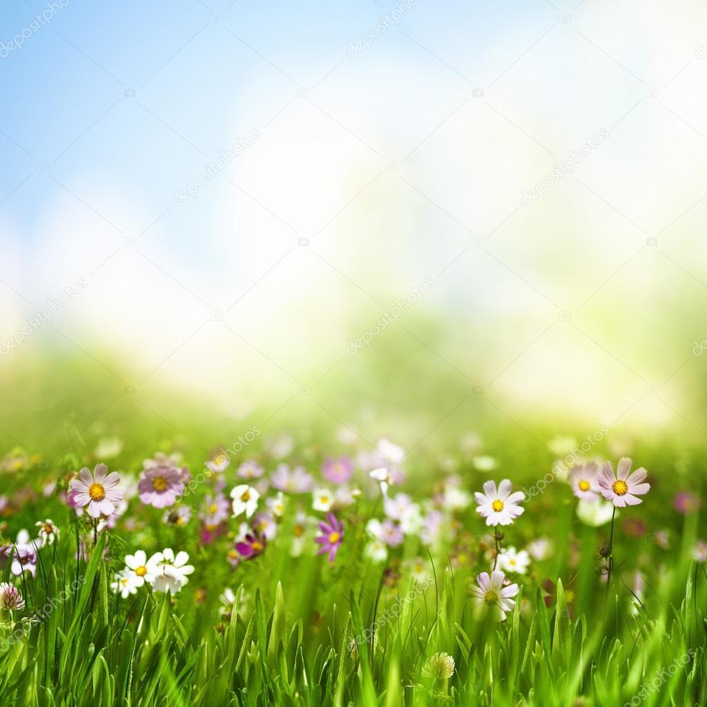 Beautiful meadow background Stock Photo by ©tolokonov 113962858