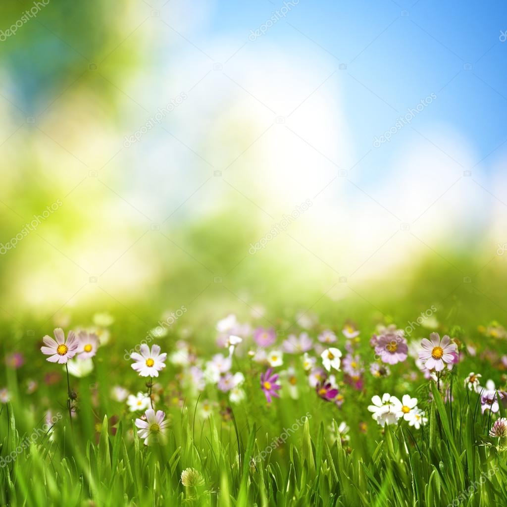 Beautiful meadow background Stock Photo by ©tolokonov 113962866