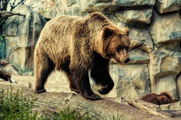 Brown bear yawning Stock Photos, Royalty Free Brown bear yawning Images ...
