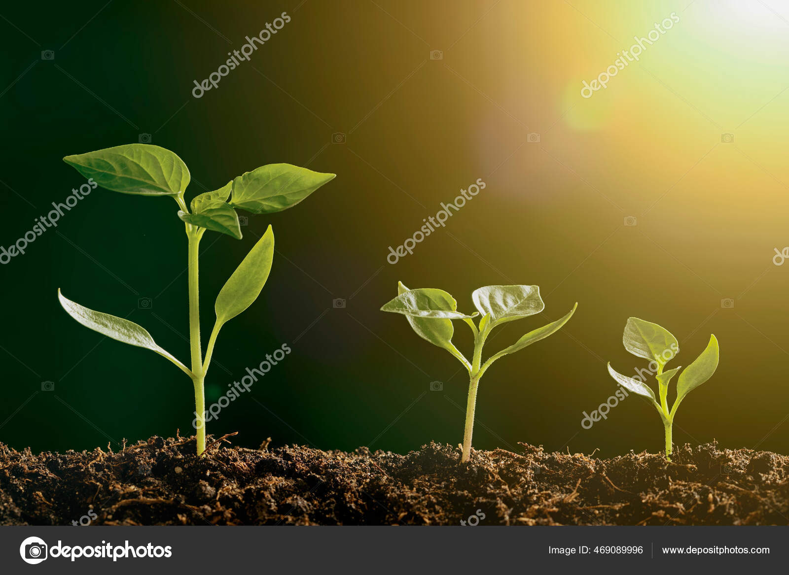 Green Seedling Growing Ground Rain Stock Photo by ©vovan13 469089996