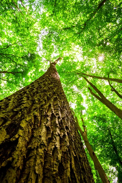 Forest Stock Photo by ©vovan13 9844164