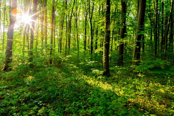 forest trees - Stock Image - Everypixel