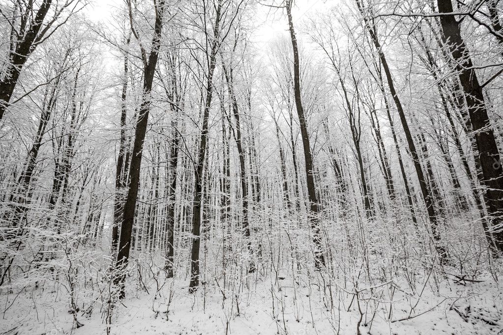 Forest trees. nature snow wood backgrounds. winter — Stock Photo ...