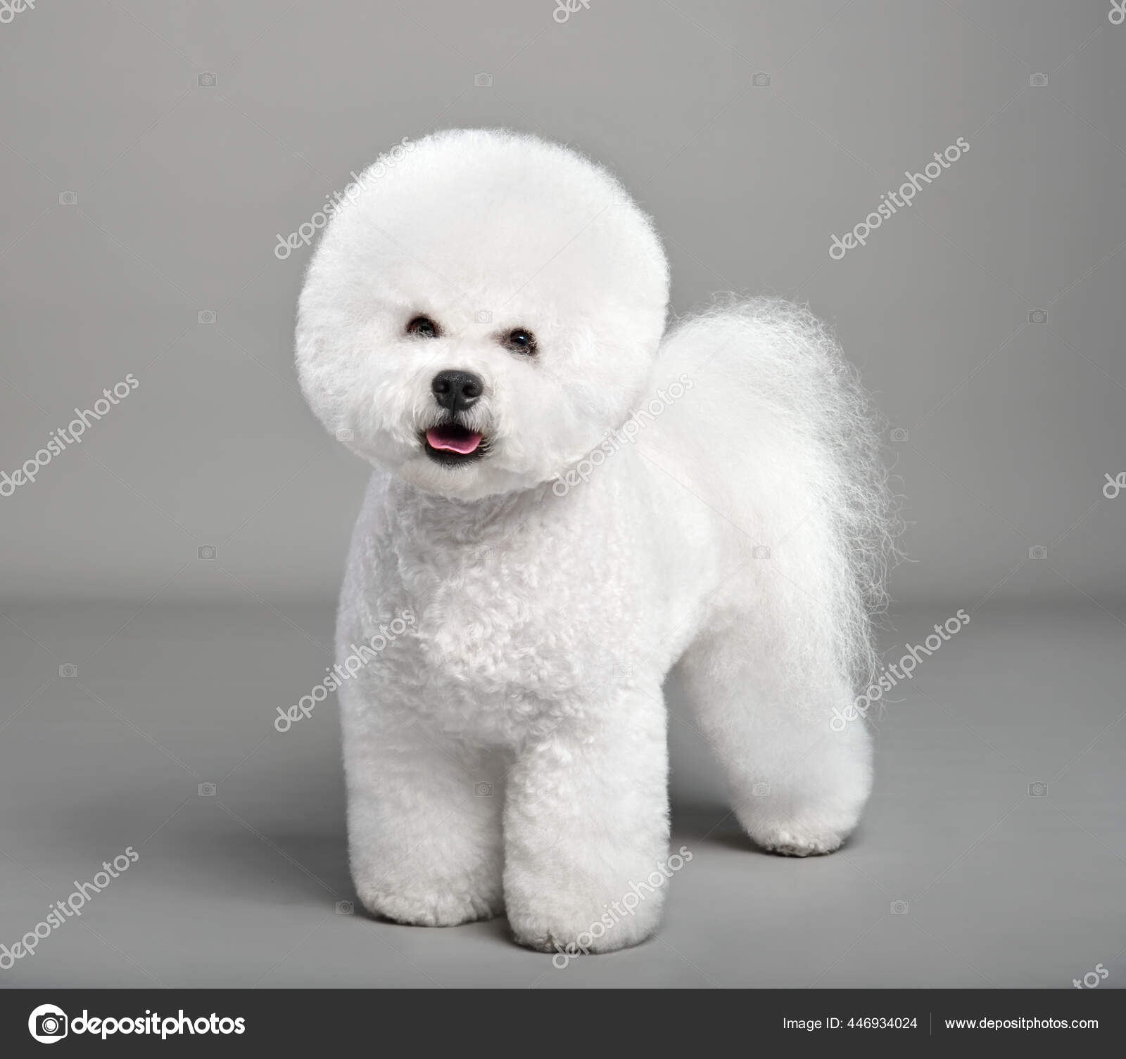 Bichon Frise Wallpaper Pictures