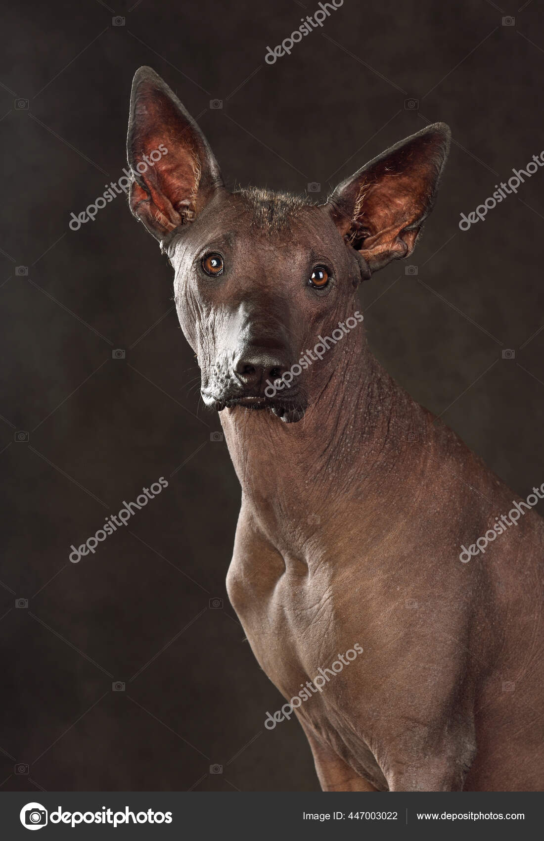 Xoloitzcuintli Mohawks