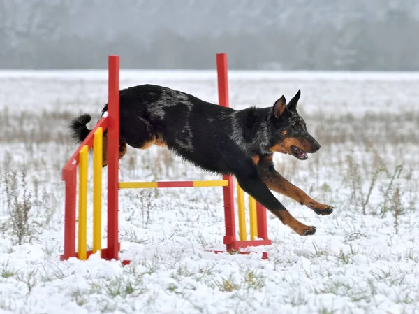 Aussie agility dog Stock Photos, Royalty Free Aussie agility dog Images ...