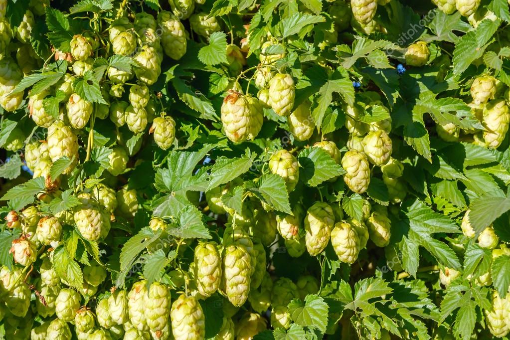 Background of the hops bushes Stock Photo by ©AlexanderZam 86481154