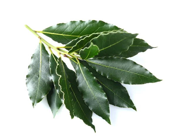Laurel leaves Stock Photo by ©Dionisvera 54925949