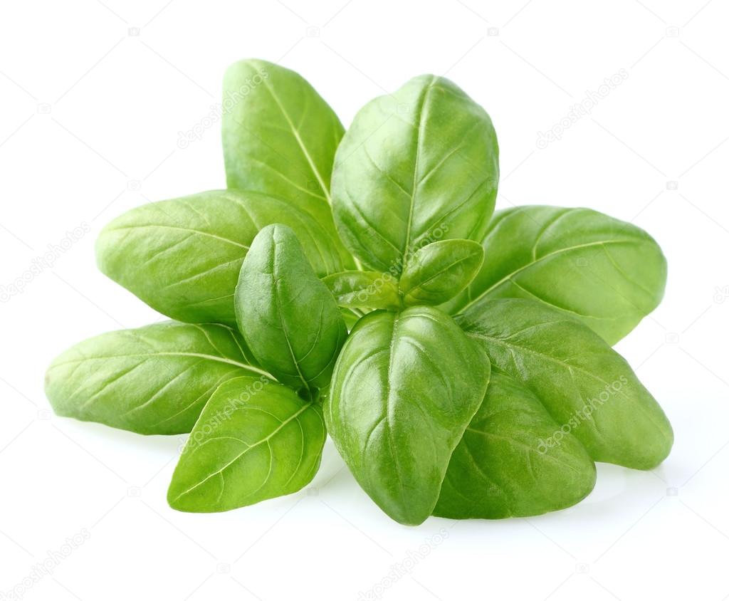 Basil leaves Stock Photo by ©Dionisvera 71979353