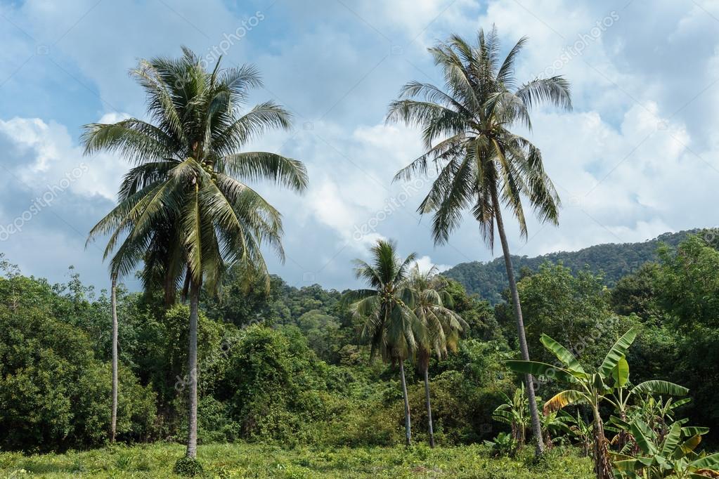 Coconut palms in rainforest — Stock Photo © Observer #104938934