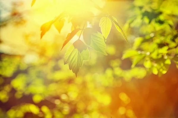Sun through leaves Stock Photos, Royalty Free Sun through leaves Images ...