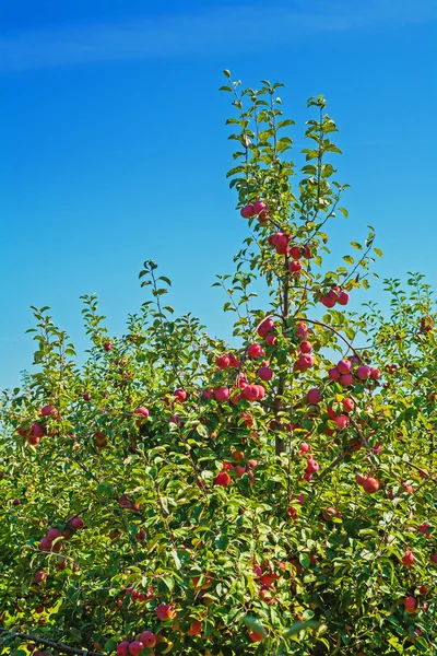 Apfelbaum Stock Photos, Royalty Free Apfelbaum Images | Depositphotos®