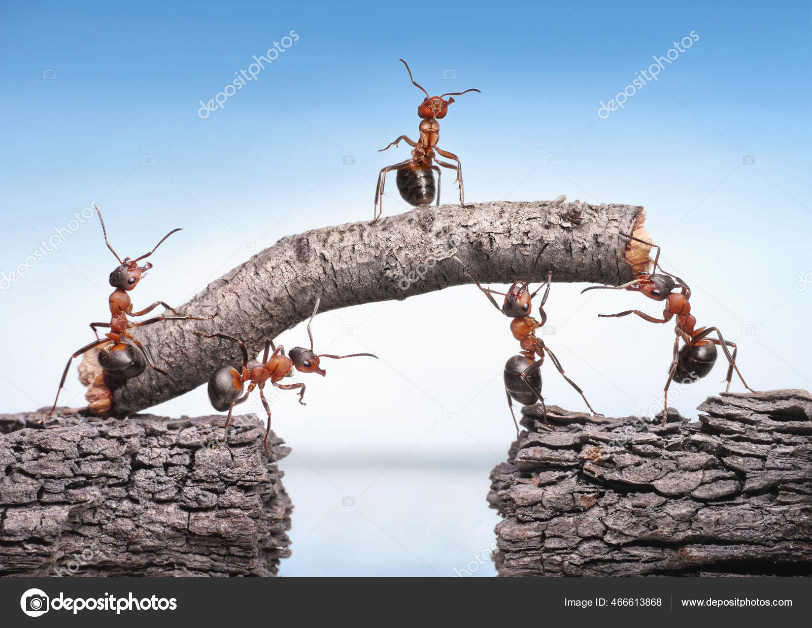 Team Ants Works Constructing Bridge Teamwork Concept — Stock Photo ... Team Ants Works Constructing Bridge Teamwork Concept — Stock Photo ...