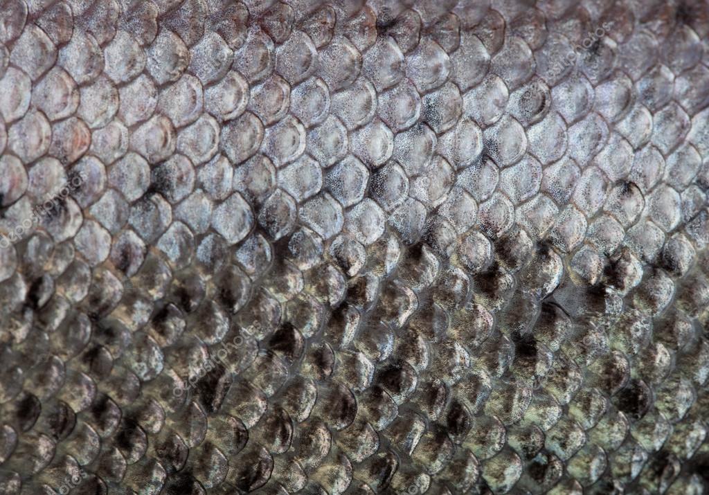 Fish Scales Close Up