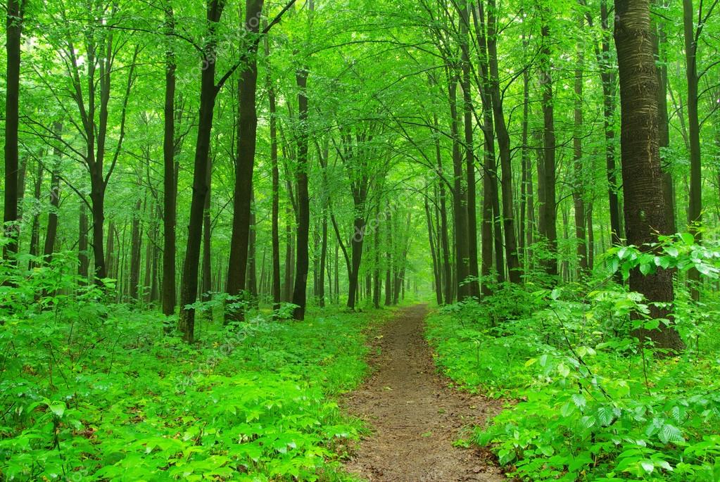 Beautiful green forest Stock Photo by ©Pakhnyushchyy 114133942