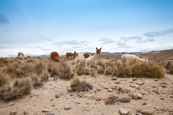 Beautiful lamas in Andes — Stock Photo © Pakhnyushchyy #98998152