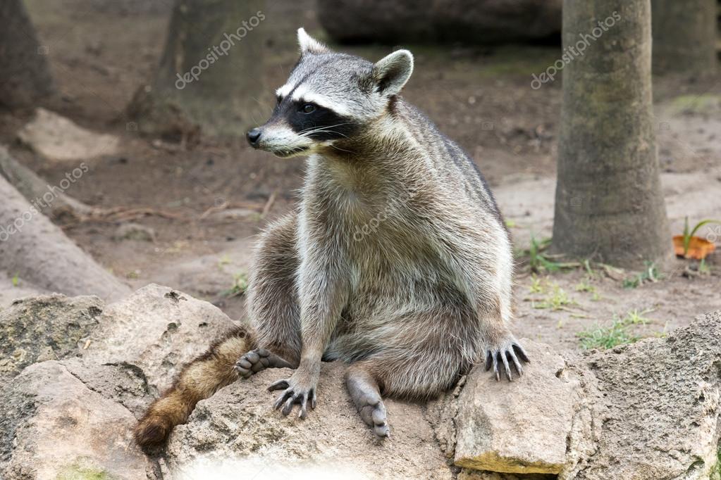 Raccoon sitting and staring intently Stock Photo by ©Pakhnyushchyy ...