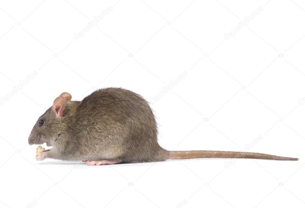 Rata gris — Foto de stock © Pakhnyushchyy #52862475