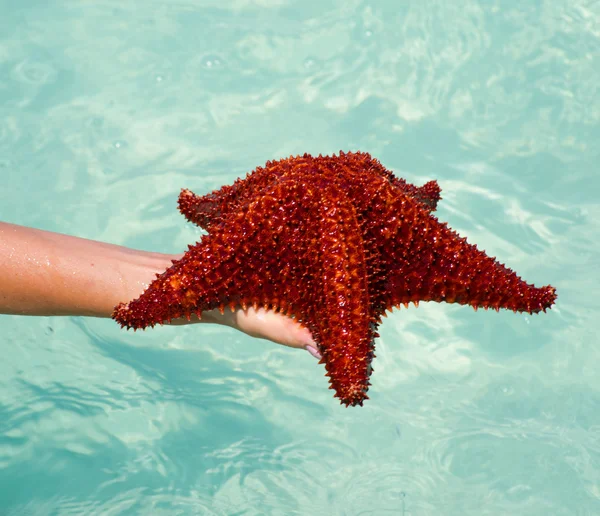 Starfish in hand Stock Photo by ©Pakhnyushchyy 31201201