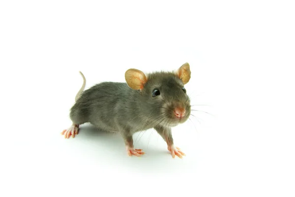 Funny rat Stock Photo by ©Pakhnyushchyy 1016142