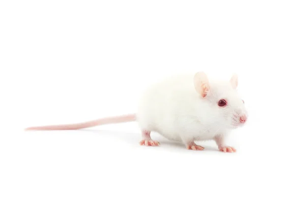 Rat blanc images libres de droit, photos de Rat blanc | Depositphotos