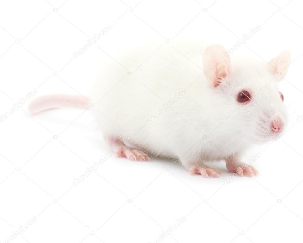 Rata blanca — Foto de stock #60009853 © Pakhnyushchyy