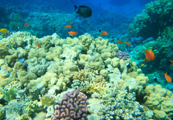 Underwater panorama Stock Photos, Royalty Free Underwater panorama ...