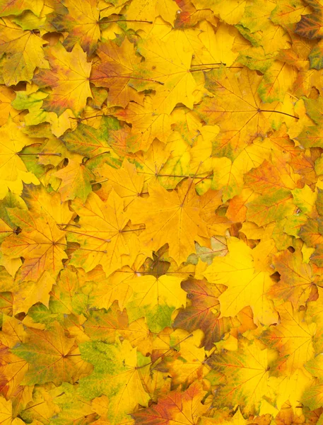 October background Stock Photos, Royalty Free October background Images ...