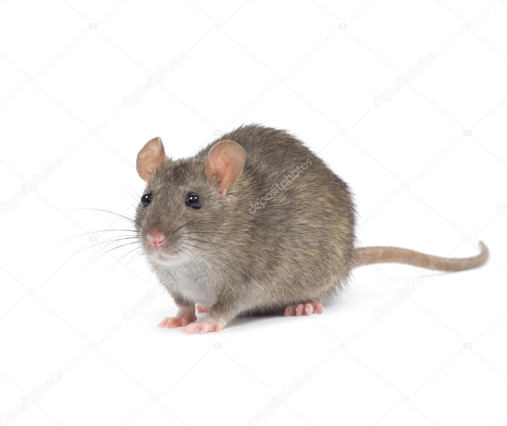 Petit rat gris image libre de droit par Pakhnyushchyy © #63697813