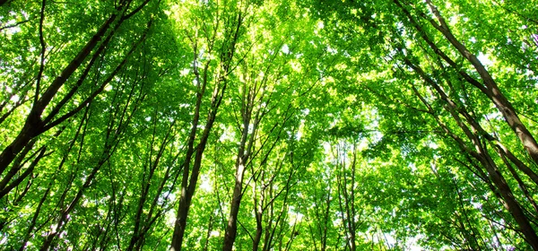 Bosque arboles Stock Photos, Royalty Free Bosque arboles Images ...