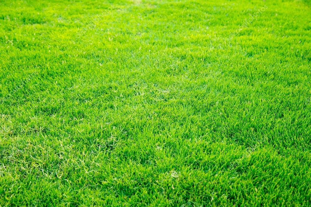 Latar Belakang Tekstur Rumput — Stok Foto © Pakhnyushchyy #64345993