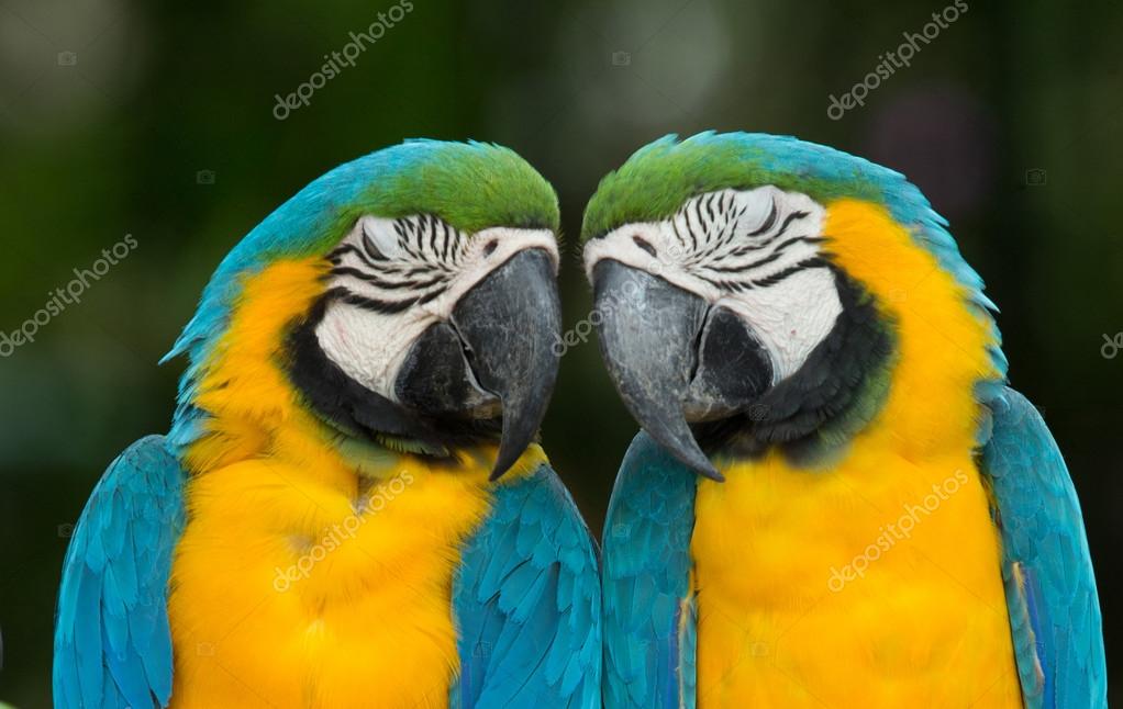 Colorful Macaws parrots — Stock Photo © Pakhnyushchyy #64901441