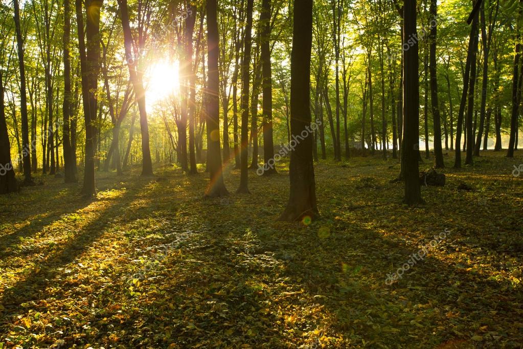 Luz solar en bosque verde — Foto de stock #67236537 © Pakhnyushchyy