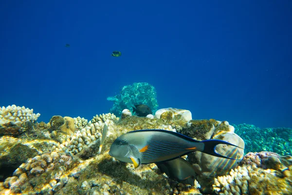 Underwater panorama Stock Photos, Royalty Free Underwater panorama ...