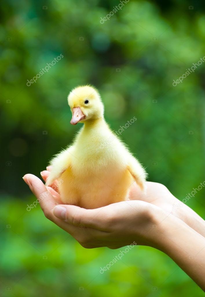 Pequeño patito amarillo: fotografía de stock © Pakhnyushchyy #72364321 ...