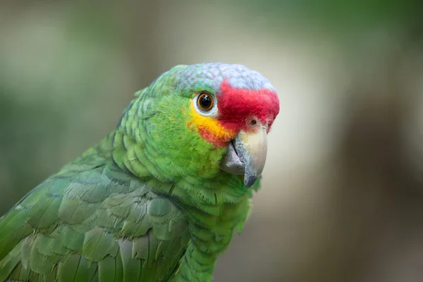 Amazon bird Stock Photos, Royalty Free Amazon bird Images | Depositphotos