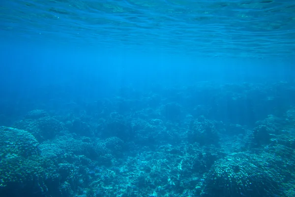 5,509 Underwater panorama Stock Photos, Images | Download Underwater ...